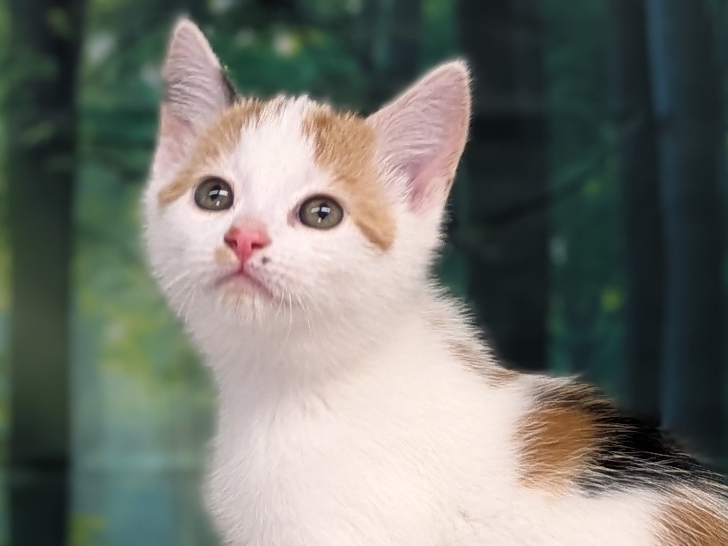 Pine, kitten adopted from Forget Me Not Animal Shelter of Ferry County