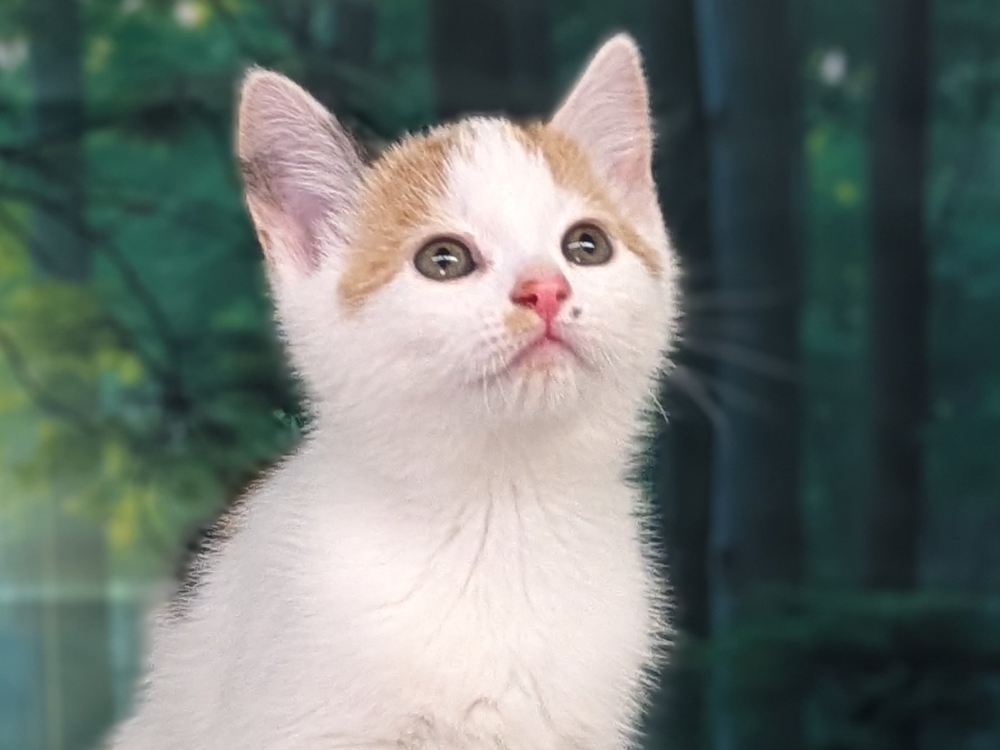Pine, kitten adopted from Forget Me Not Animal Shelter of Ferry County