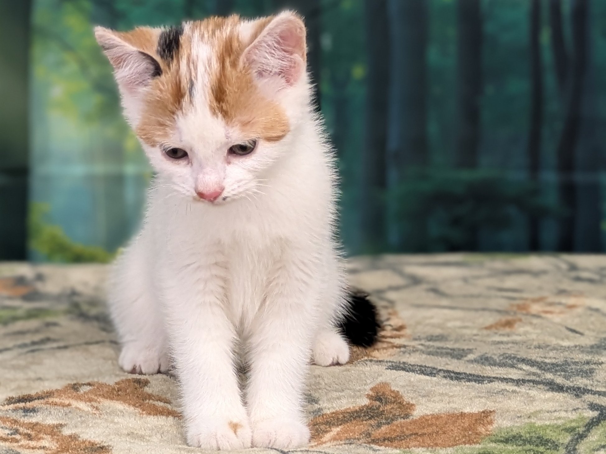 Pine, kitten adopted from Forget Me Not Animal Shelter of Ferry County