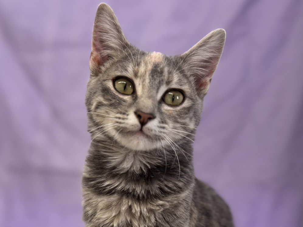 Soot, kitten adopted from Forget Me Not Animal Shelter of Ferry County