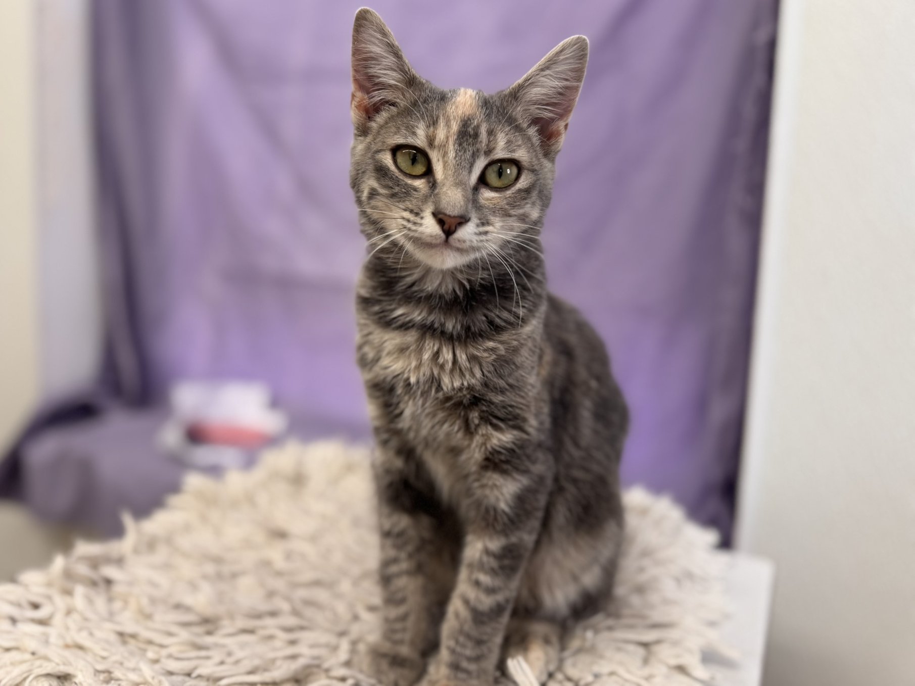 Soot, kitten adopted from Forget Me Not Animal Shelter of Ferry County