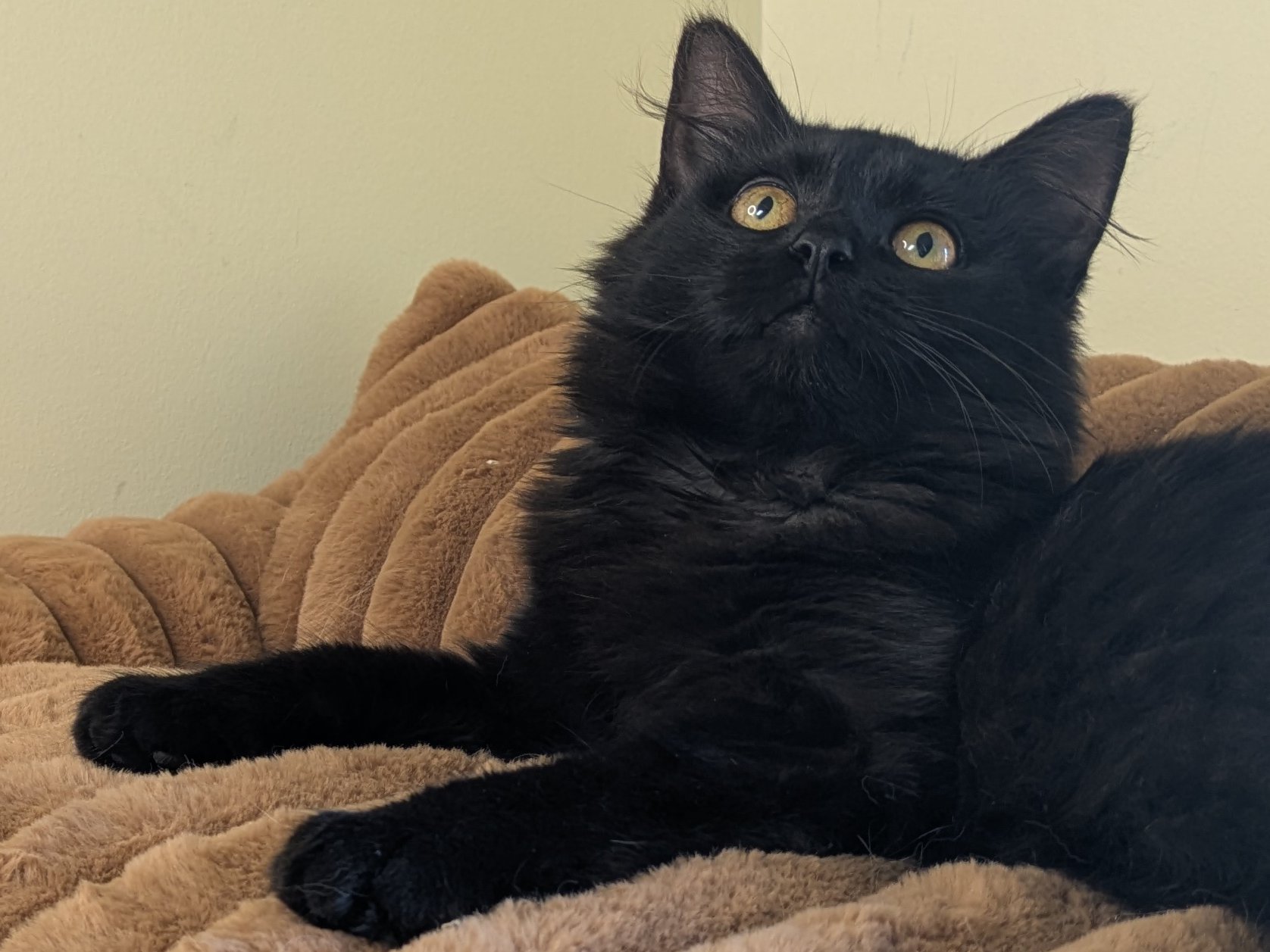 Raven, kitten adopted from Forget Me Not Animal Shelter of Ferry County