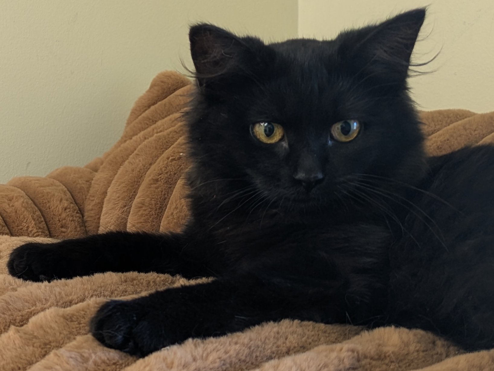 Raven, kitten adopted from Forget Me Not Animal Shelter of Ferry County