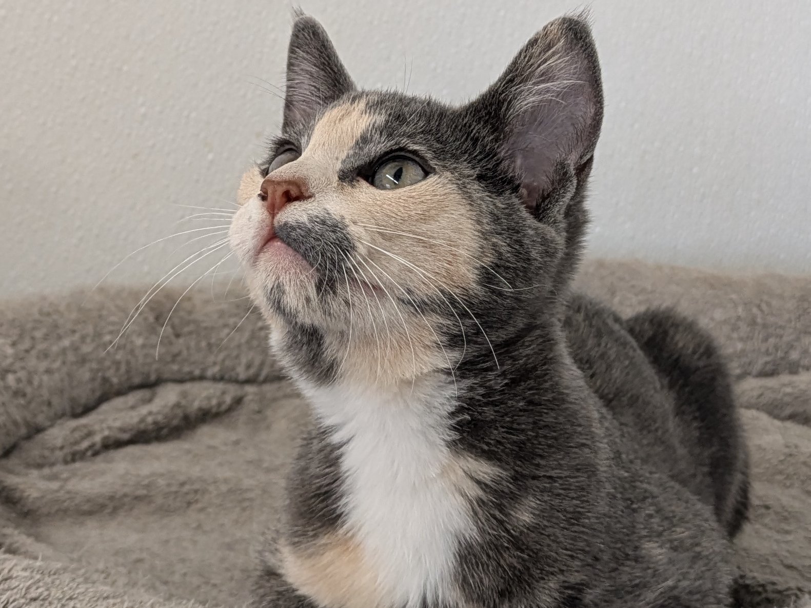 Dove, kitten adopted from Forget Me Not Animal Shelter of Ferry County