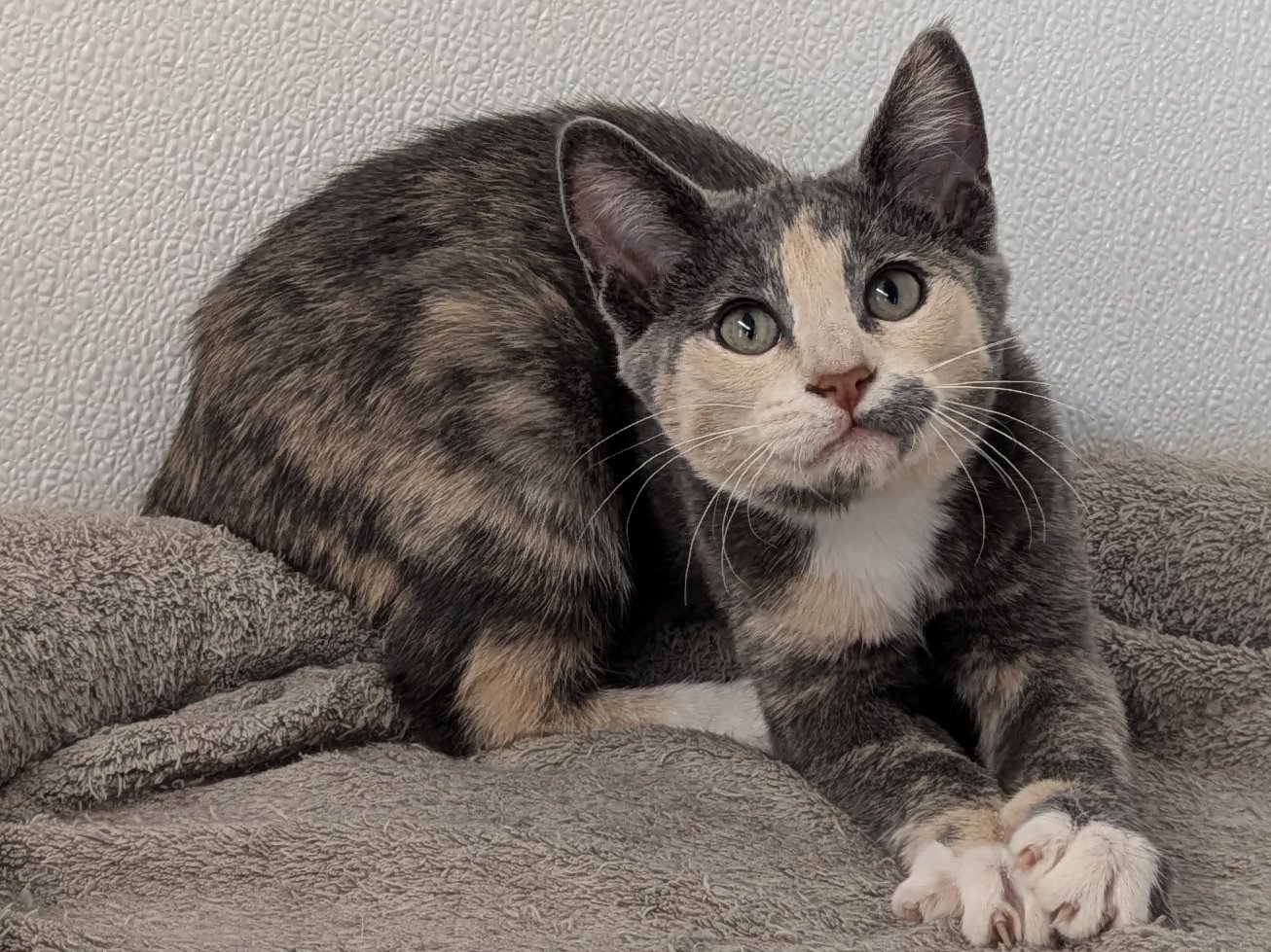 Dove, kitten adopted from Forget Me Not Animal Shelter of Ferry County