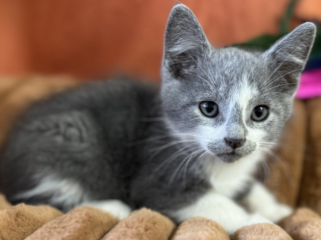 Muskateer, kitten adopted from Forget Me Not Animal Shelter of Ferry County