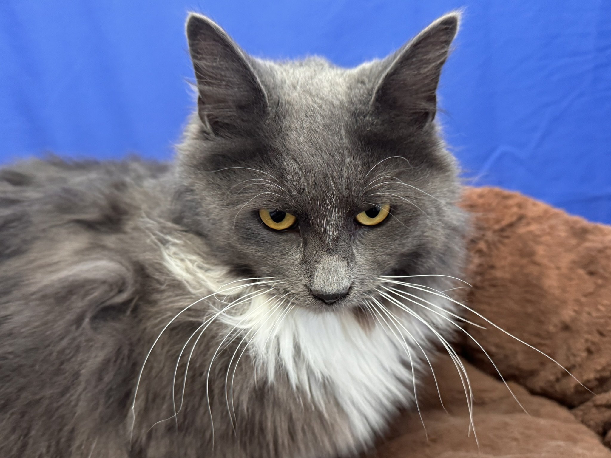 Sassy SHY CAT & Swagger SPECIAL, cat and cat adopted from Forget Me Not ...