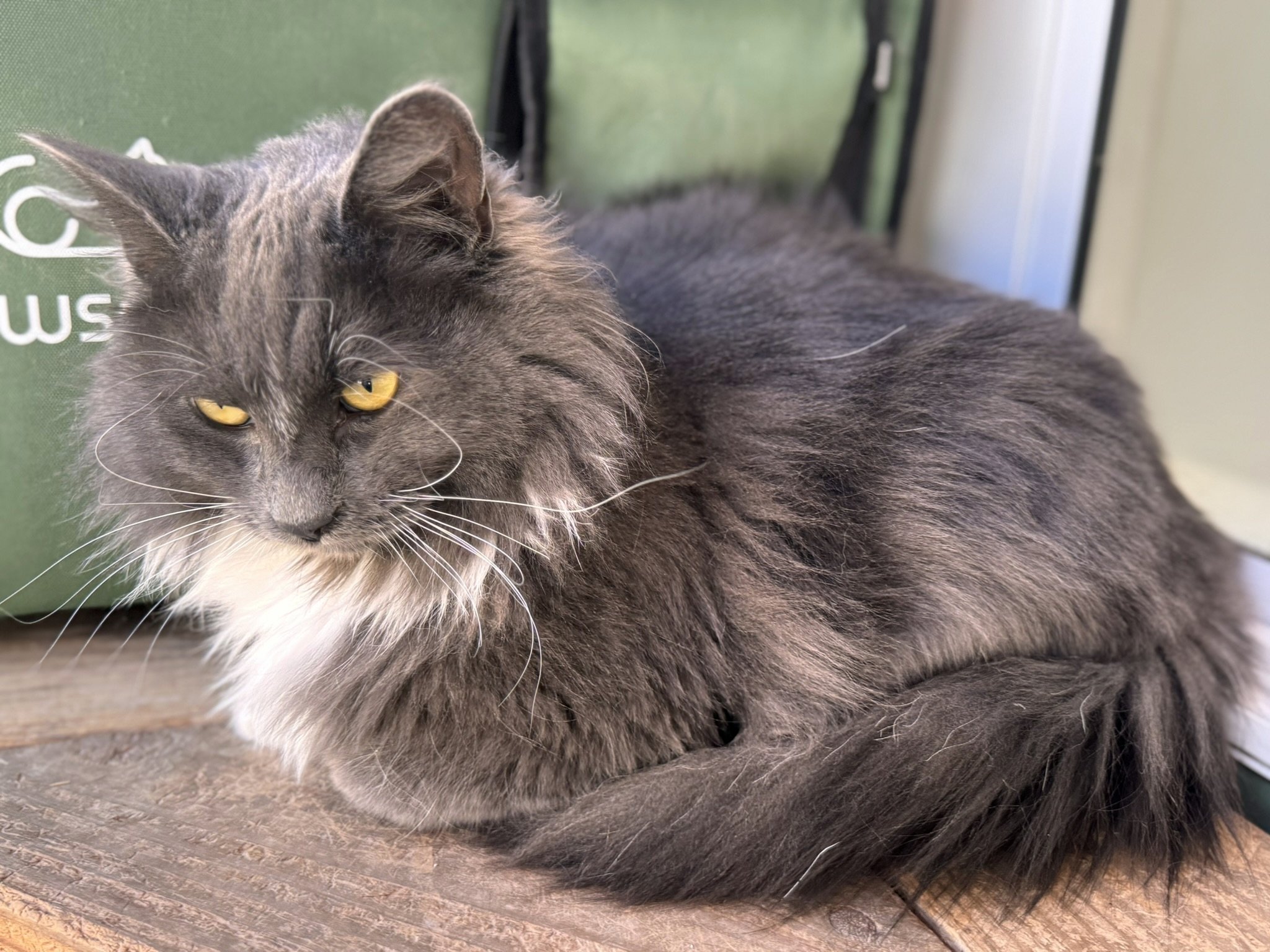 Sassy SHY CAT & Swagger SPECIAL, cat and cat adopted from Forget Me Not ...