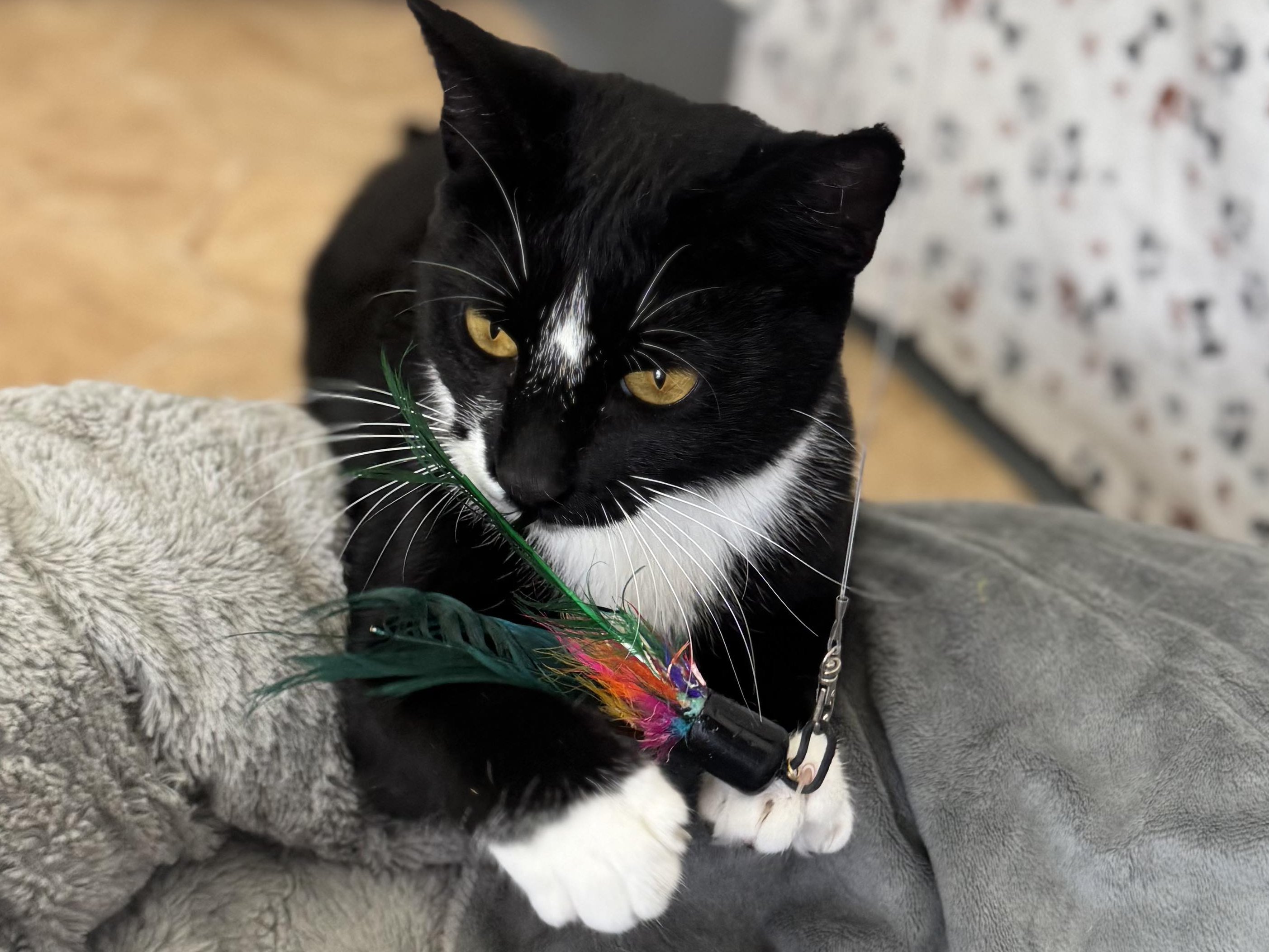 Antares, cat adopted from Forget Me Not Animal Shelter of Ferry County