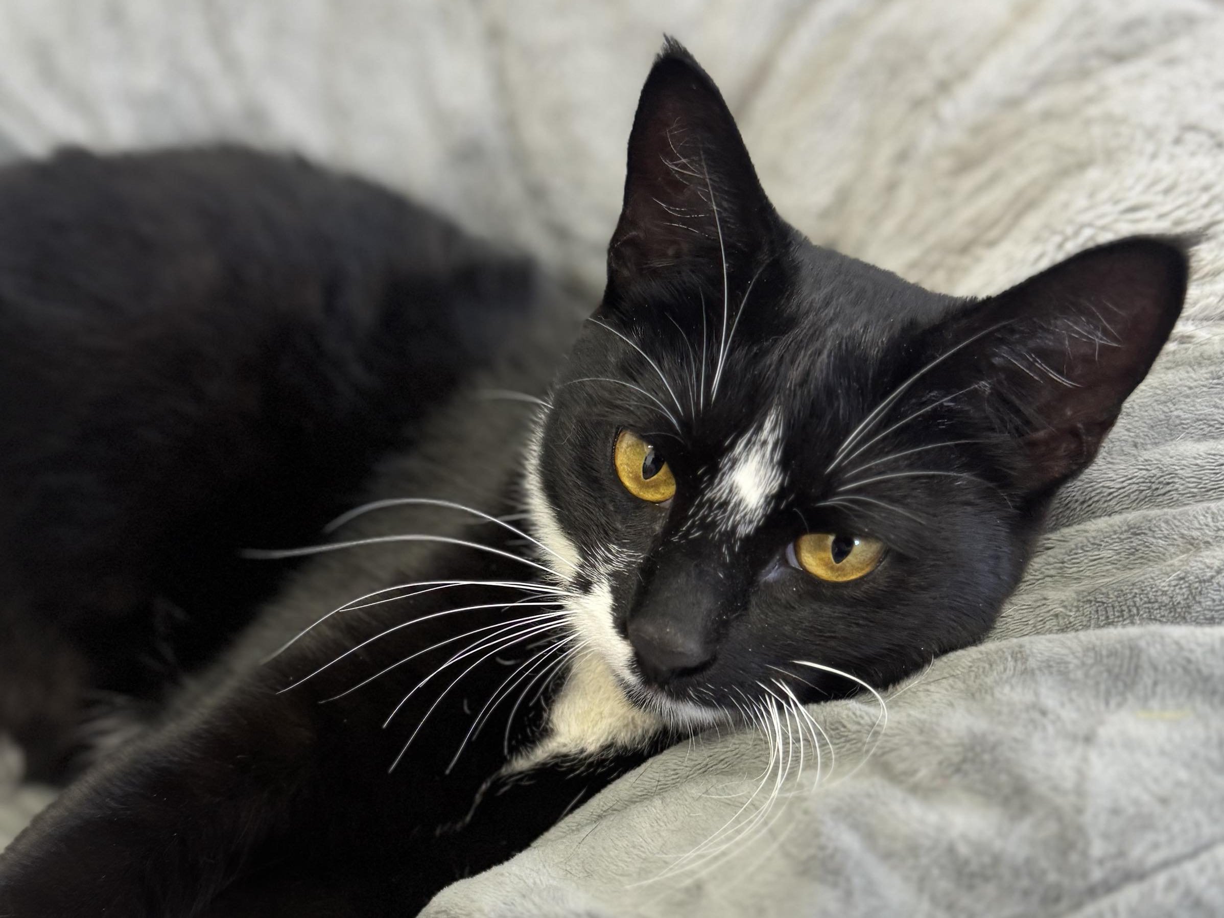 Antares, cat for adoption at Forget Me Not Animal Shelter of Ferry County
