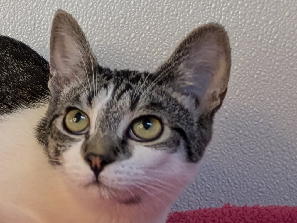 Doritos SHY CAT SPECIAL, cat for adoption at Forget Me Not Animal ...