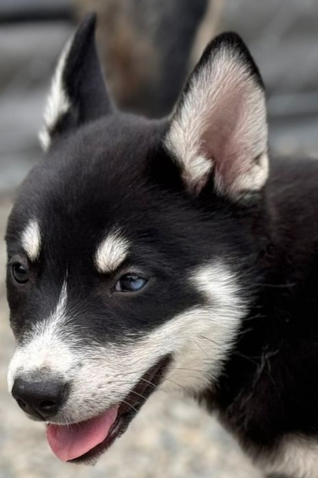 Dogs for adoption at Forget Me Not Animal Shelter of Ferry County