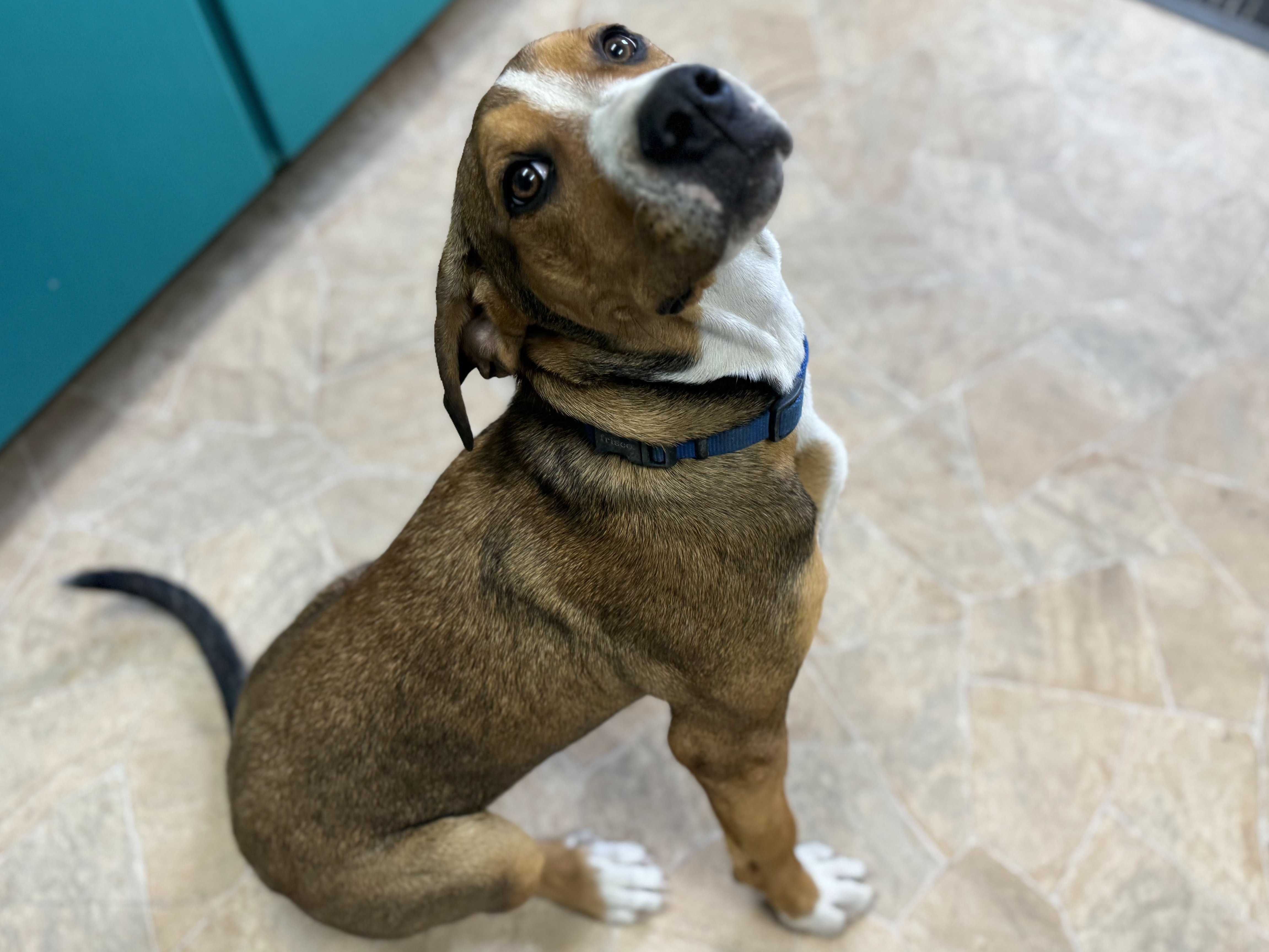 Francesca, dog adopted from Forget Me Not Animal Shelter of Ferry County