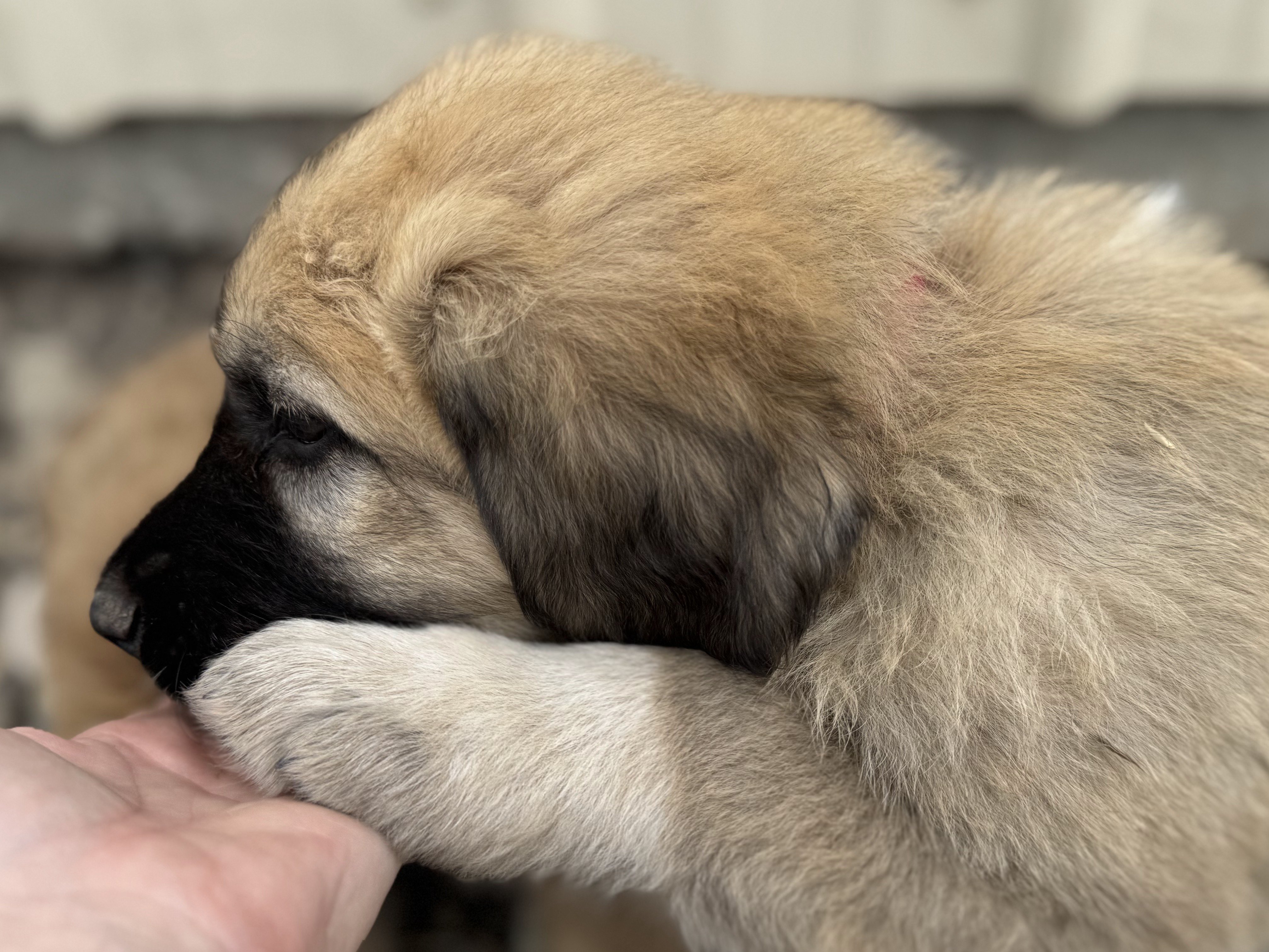Belfast, puppy adopted from Forget Me Not Animal Shelter of Ferry County