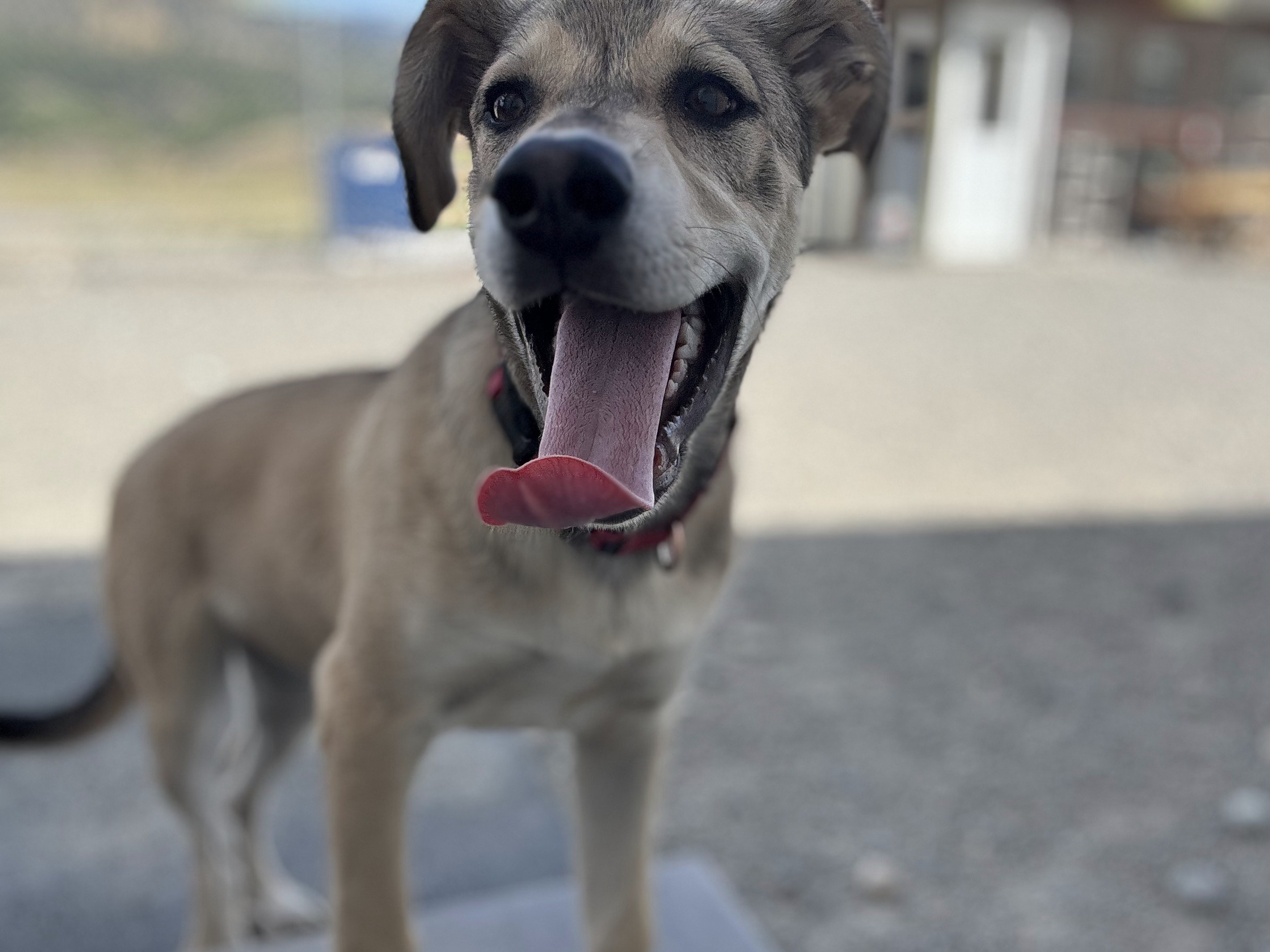 Bennie, dog - Forget Me Not Animal Shelter of Ferry County