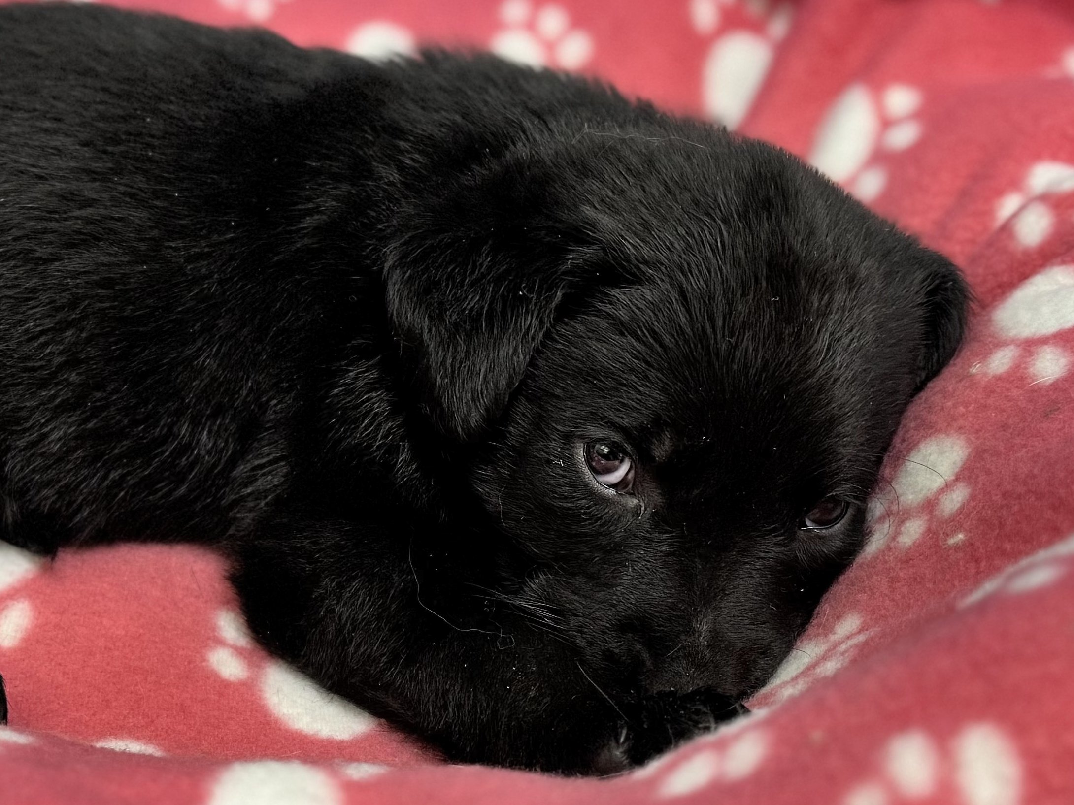 Lamborghini, puppy adopted from Forget Me Not Animal Shelter of Ferry ...