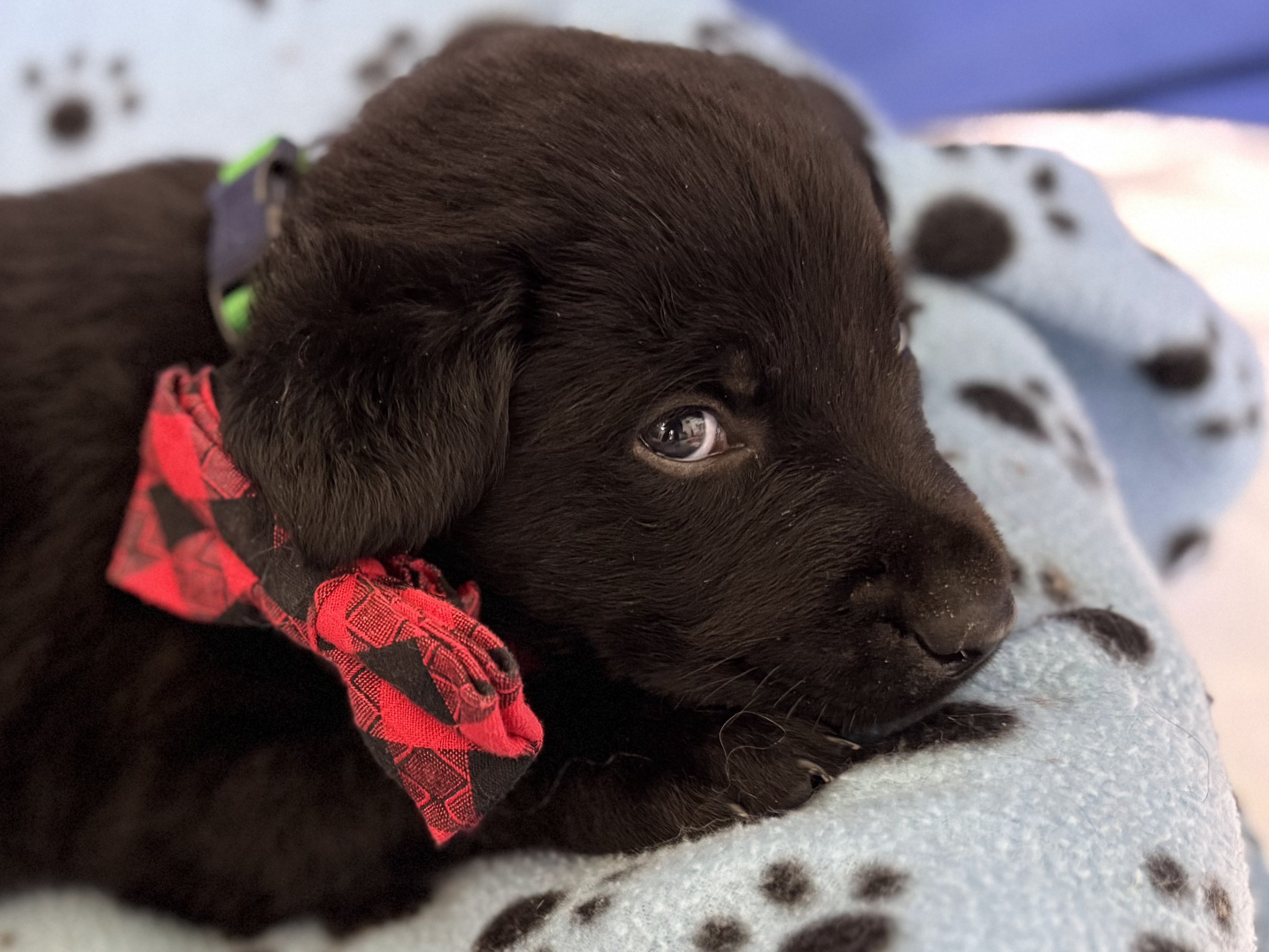 Bugatti, puppy adopted from Forget Me Not Animal Shelter of Ferry County