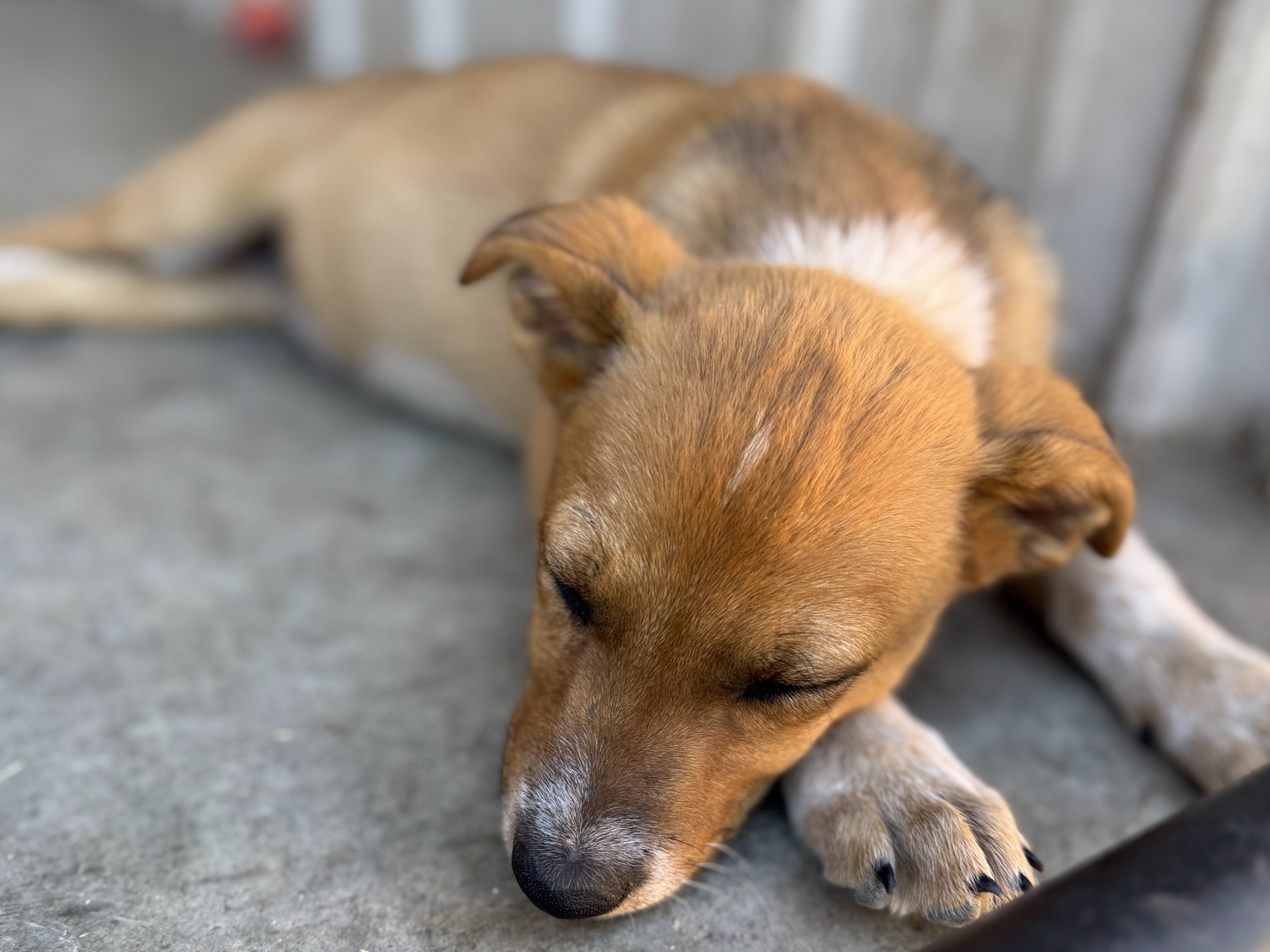 Heron, puppy adopted from Forget Me Not Animal Shelter of Ferry County