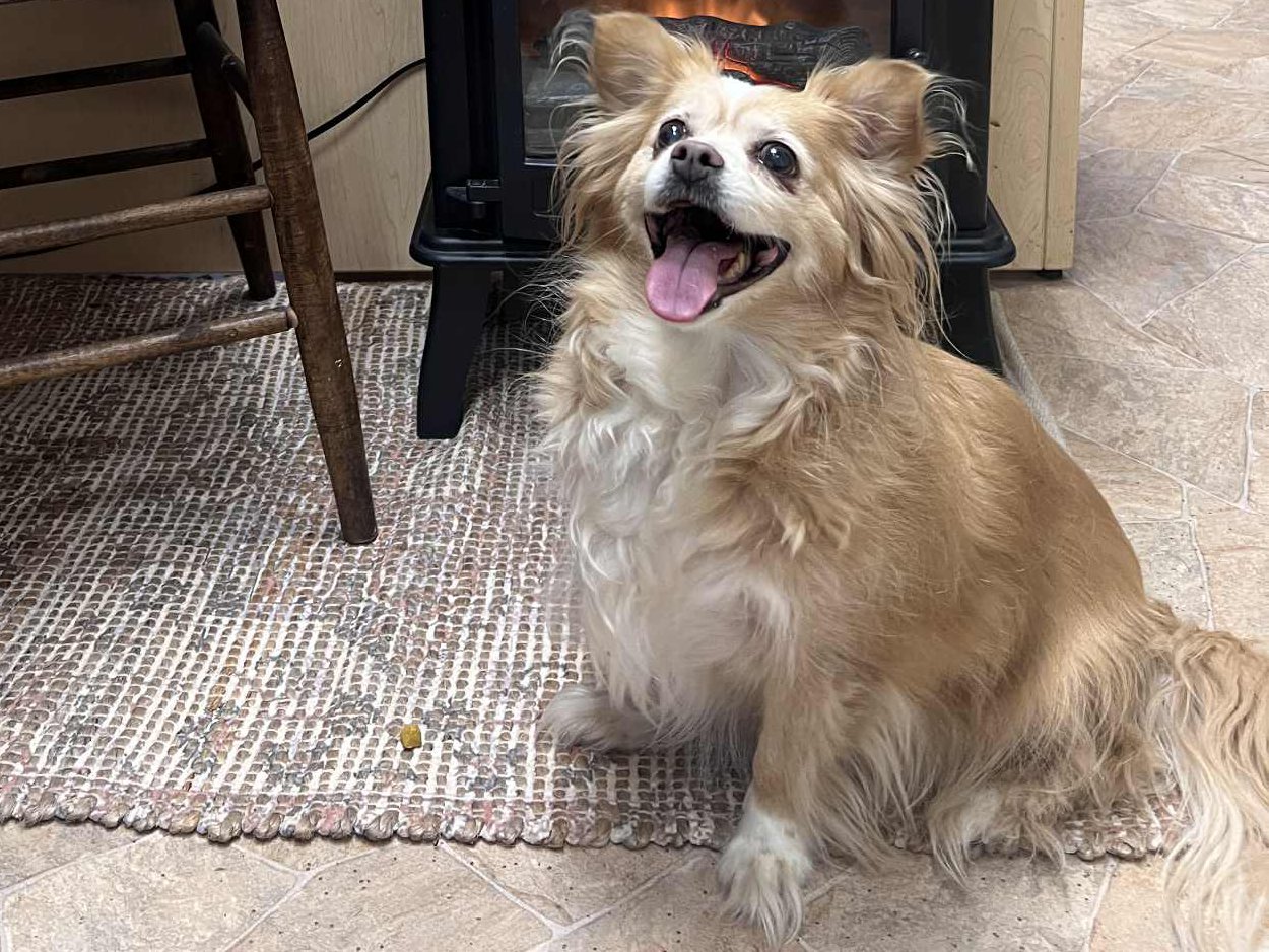 April, senior dog adopted from Forget Me Not Animal Shelter of Ferry County