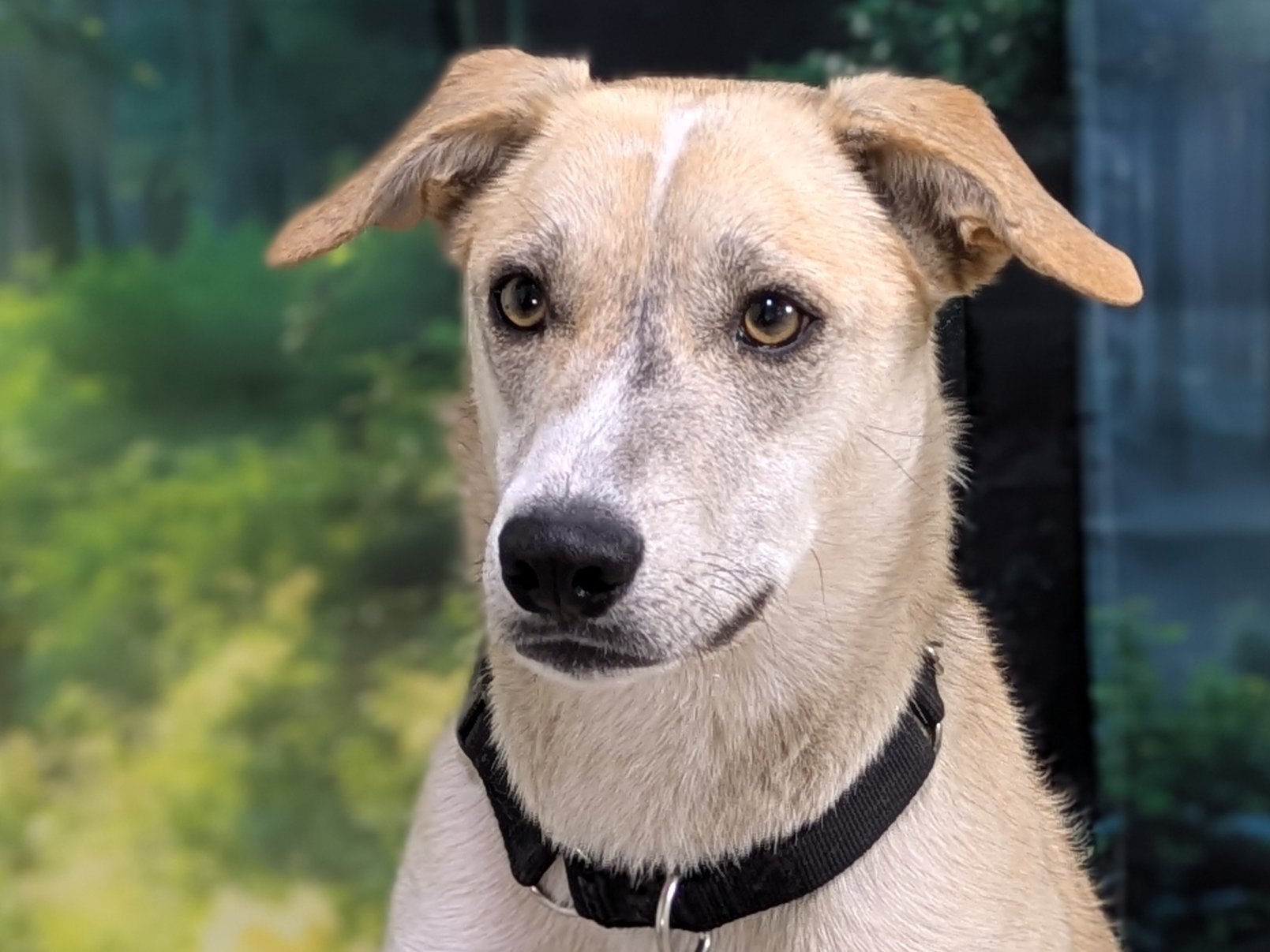 Sarah, dog for adoption at Forget Me Not Animal Shelter of Ferry County