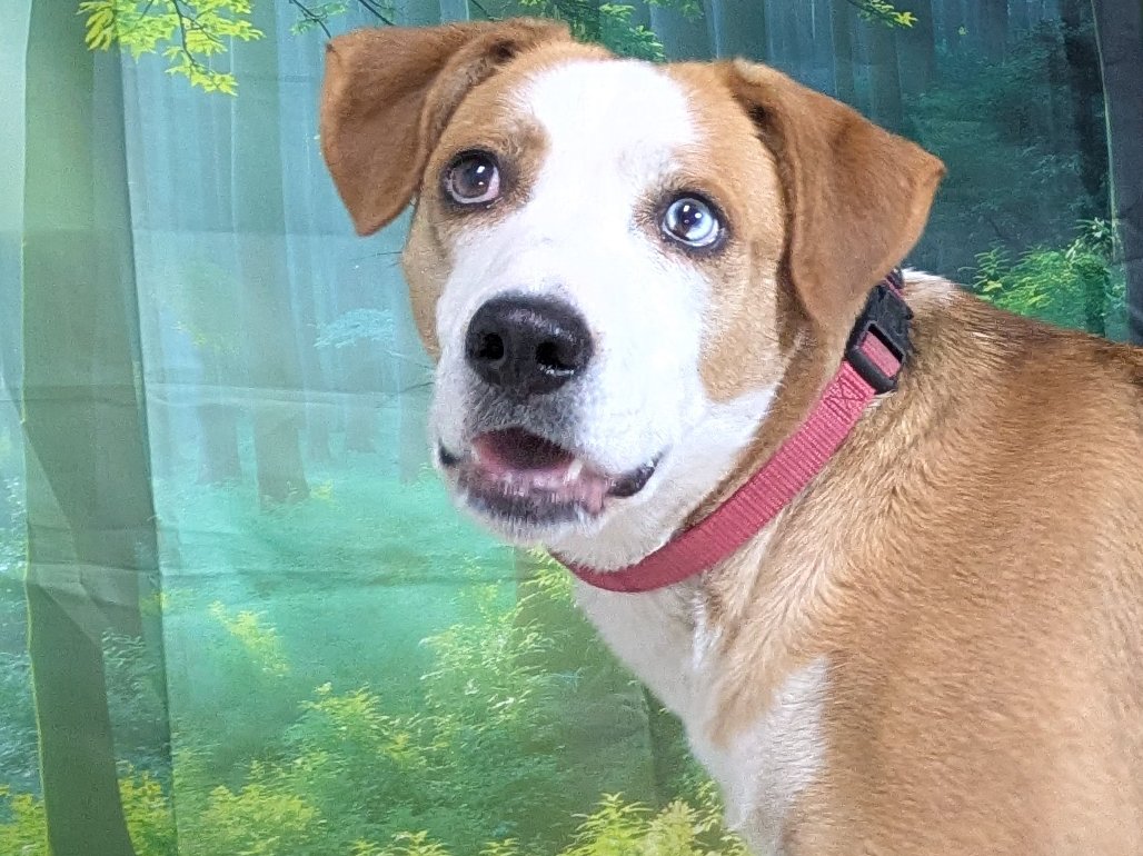 Aldi, dog adopted from Forget Me Not Animal Shelter of Ferry County