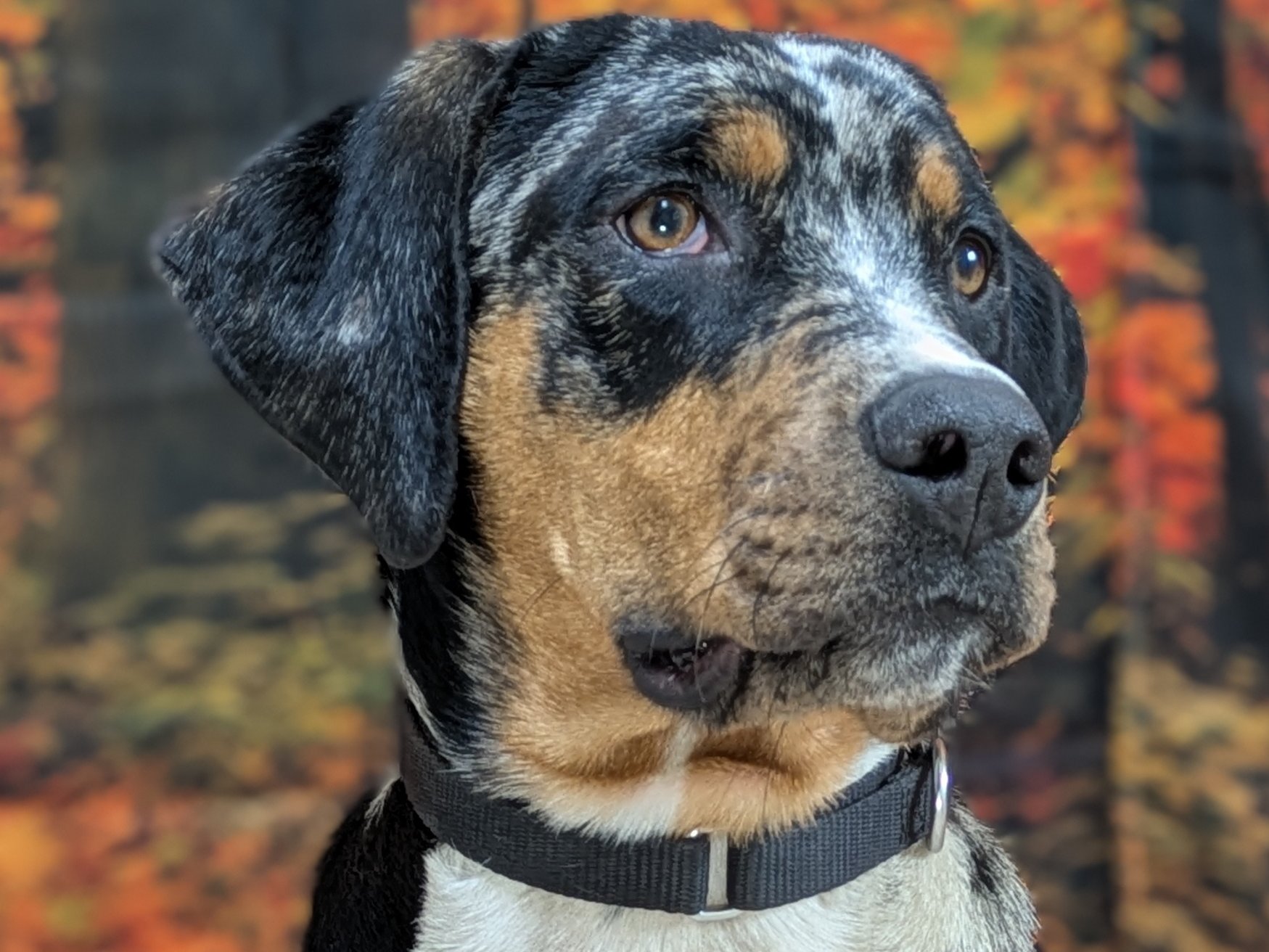 Lickity, dog adopted from Forget Me Not Animal Shelter of Ferry County