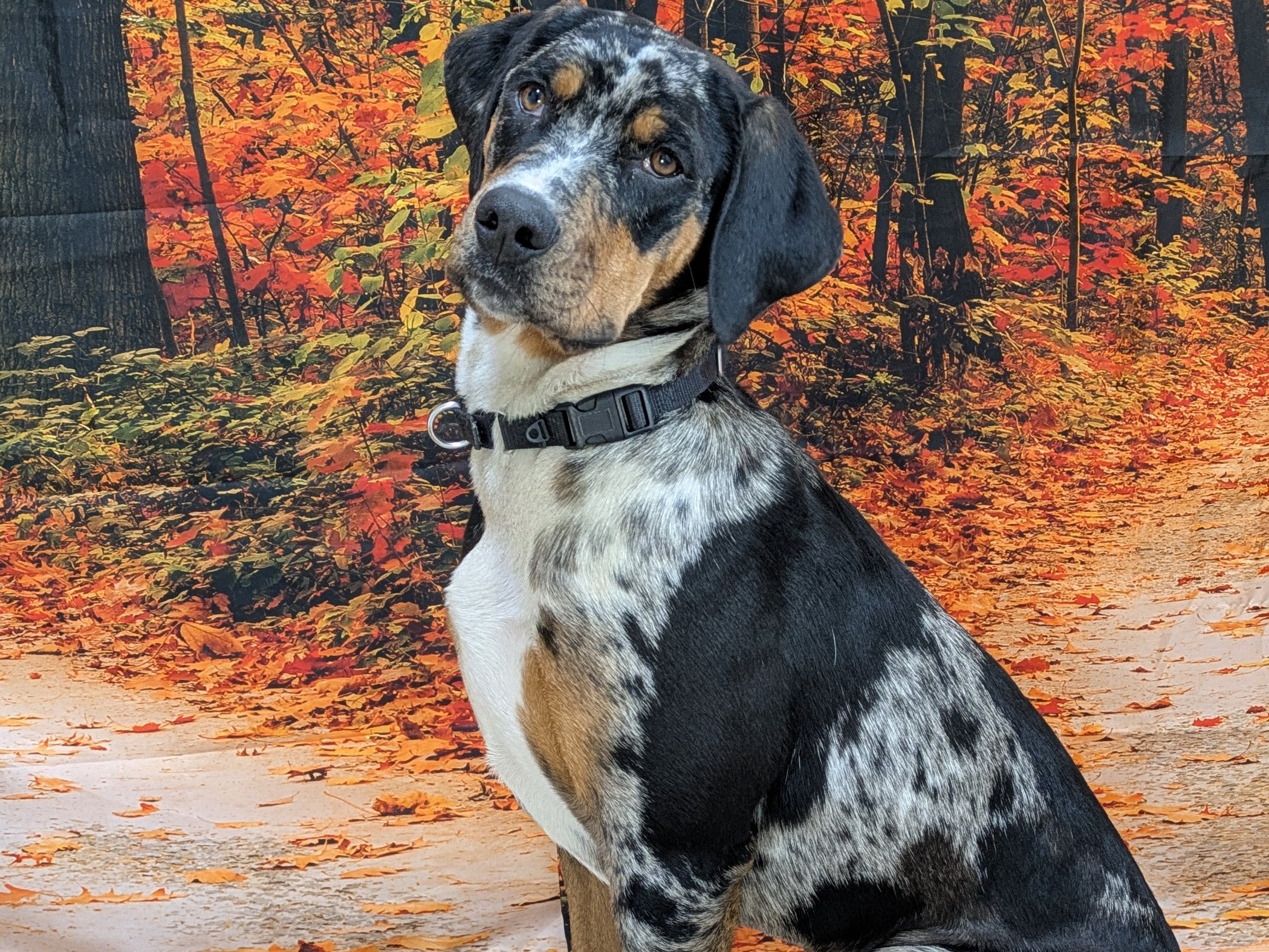 Lickity, dog adopted from Forget Me Not Animal Shelter of Ferry County